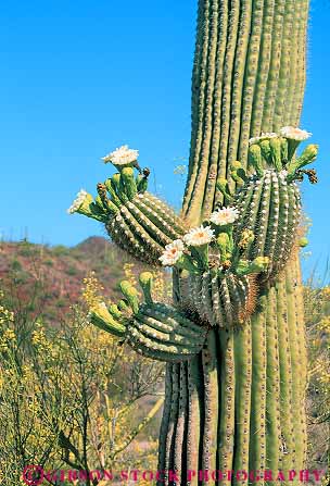 flowering saguaro cactus Saguaro National Park Tucson Arizona Stock ...