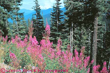 Temperate Rainforest Fireweed