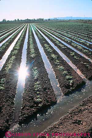 agriculture irrigation of young melon plants Yuma Arizona Stock Photo 15639